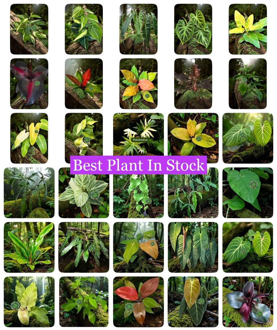 Best Plant In Stock Collection – FNQ Tropical Plants