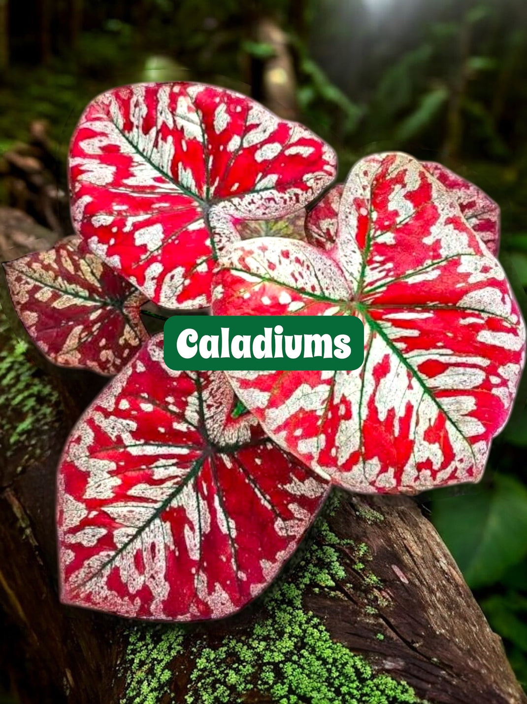 Caladium Collection – FNQ Tropical Plants