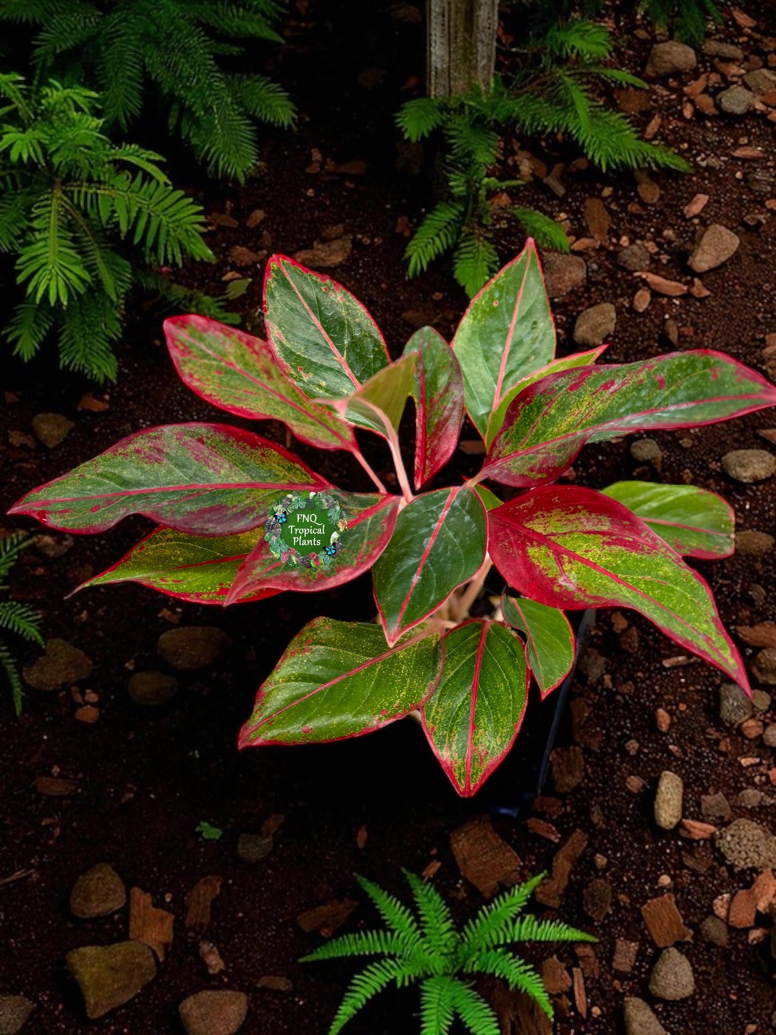 Aglaonema Siam Aurora - Best Plant in Stock. – FNQ Tropical Plants