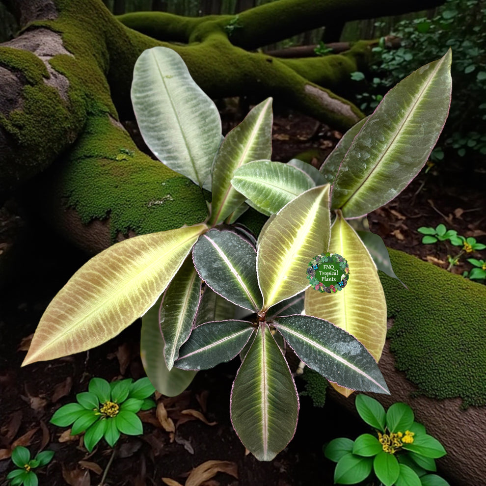 Labisia Pumila 'Pink Sumatra' - Best Plant in Stock. – FNQ Tropical Plants