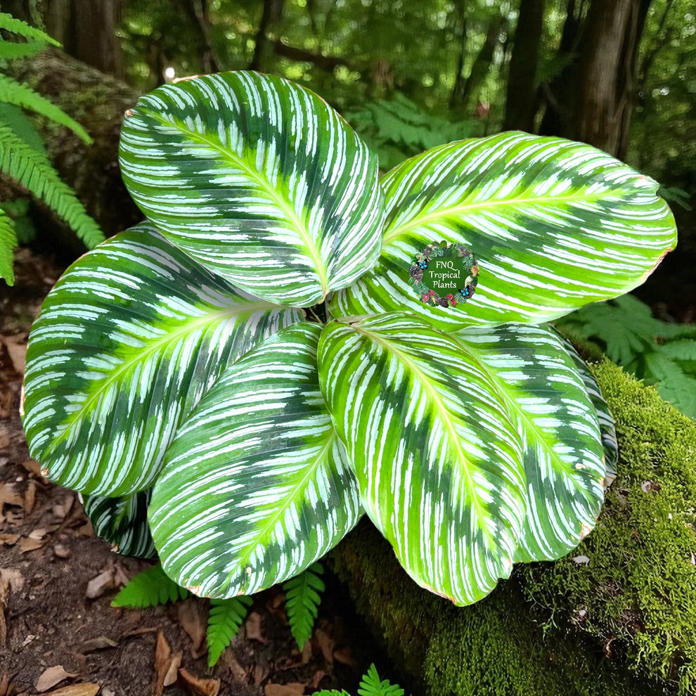 Calathea hieroglyphica - Rarely Offered D51 – FNQ Tropical Plants