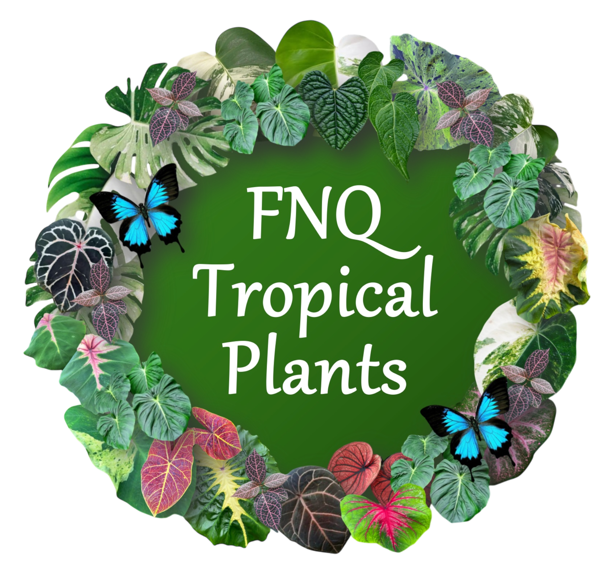 Scindapsus Treubii Jade Satin 'Marble' H34 – FNQ Tropical Plants