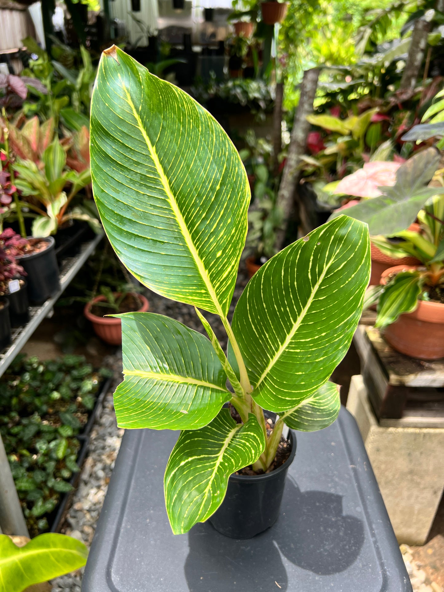 Heliconia indica 'Striata' in 100mm Pot (A18) – FNQ Tropical Plants