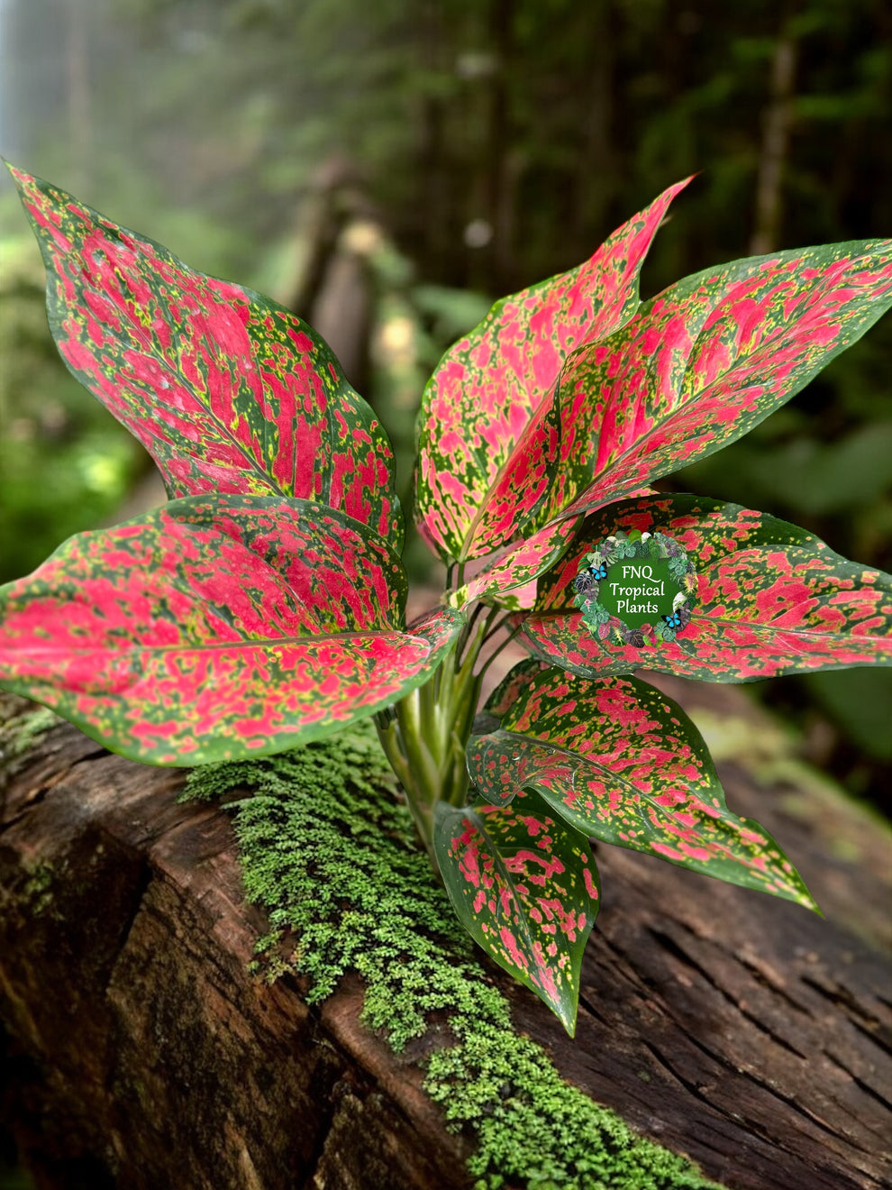 Aglaonema 'Anyamanee' - Best Plant in Stock. – FNQ Tropical Plants