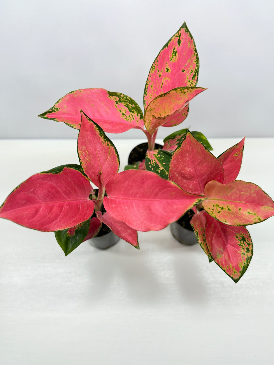 Caladium Collection – FNQ Tropical Plants