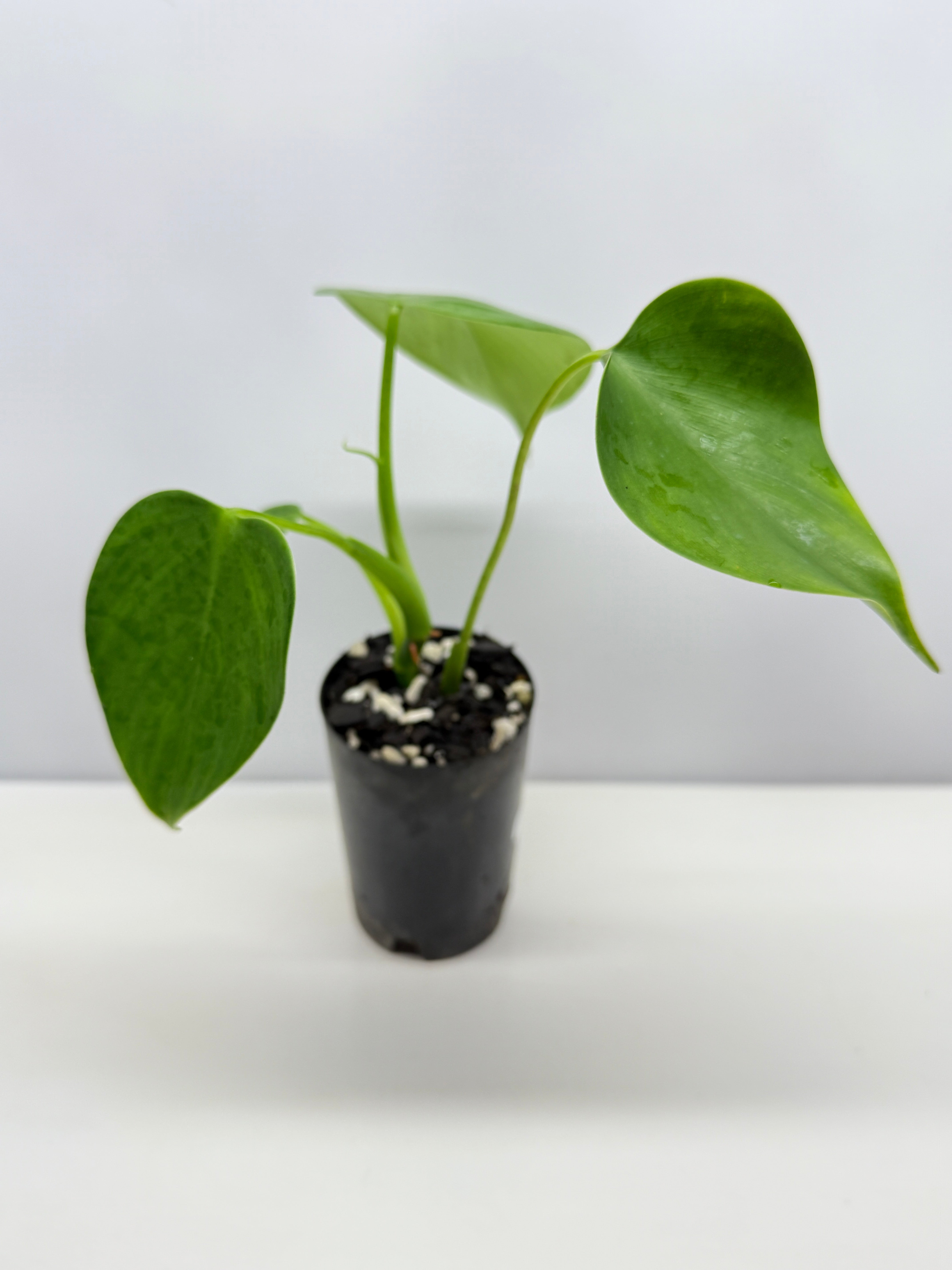 Products – Page 5 – FNQ Tropical Plants