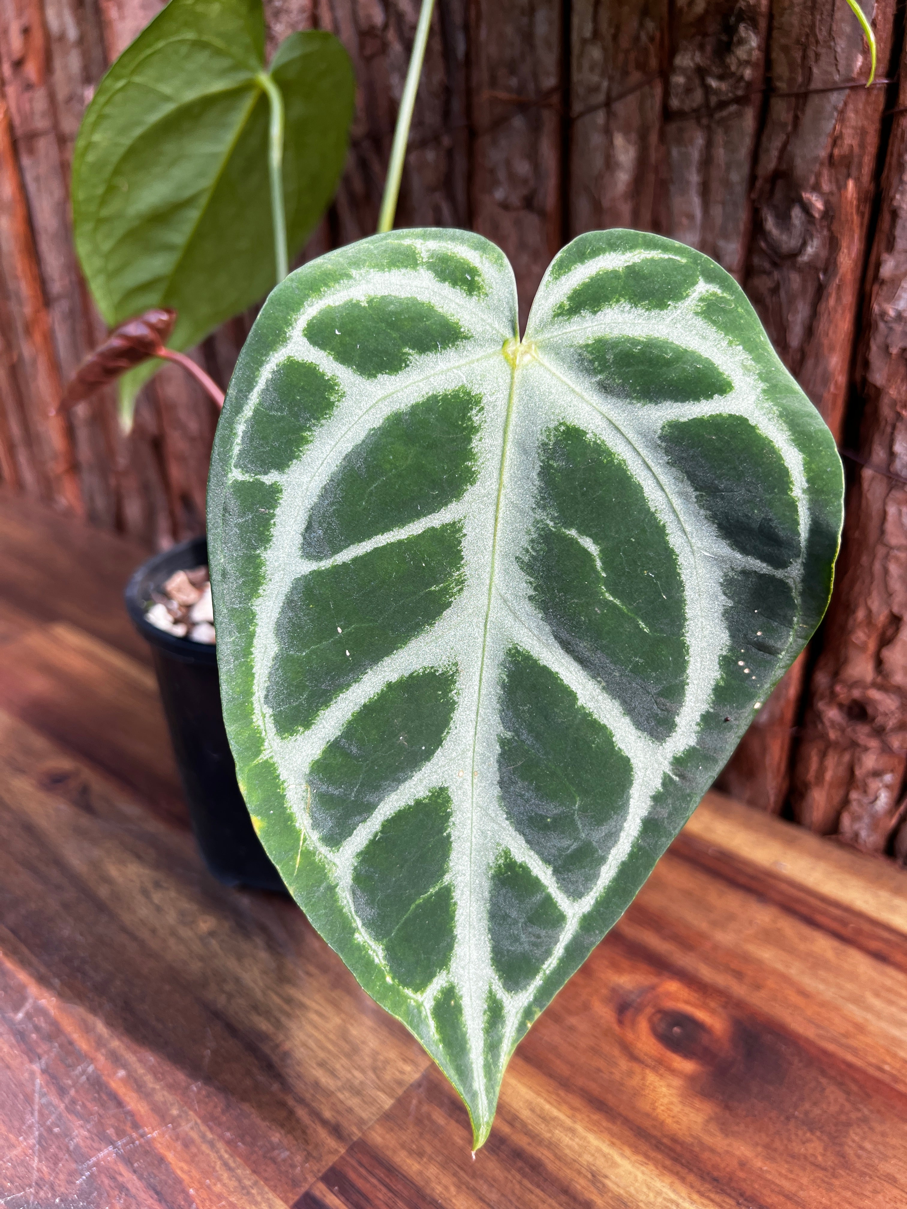 Products – Page 2 – FNQ Tropical Plants