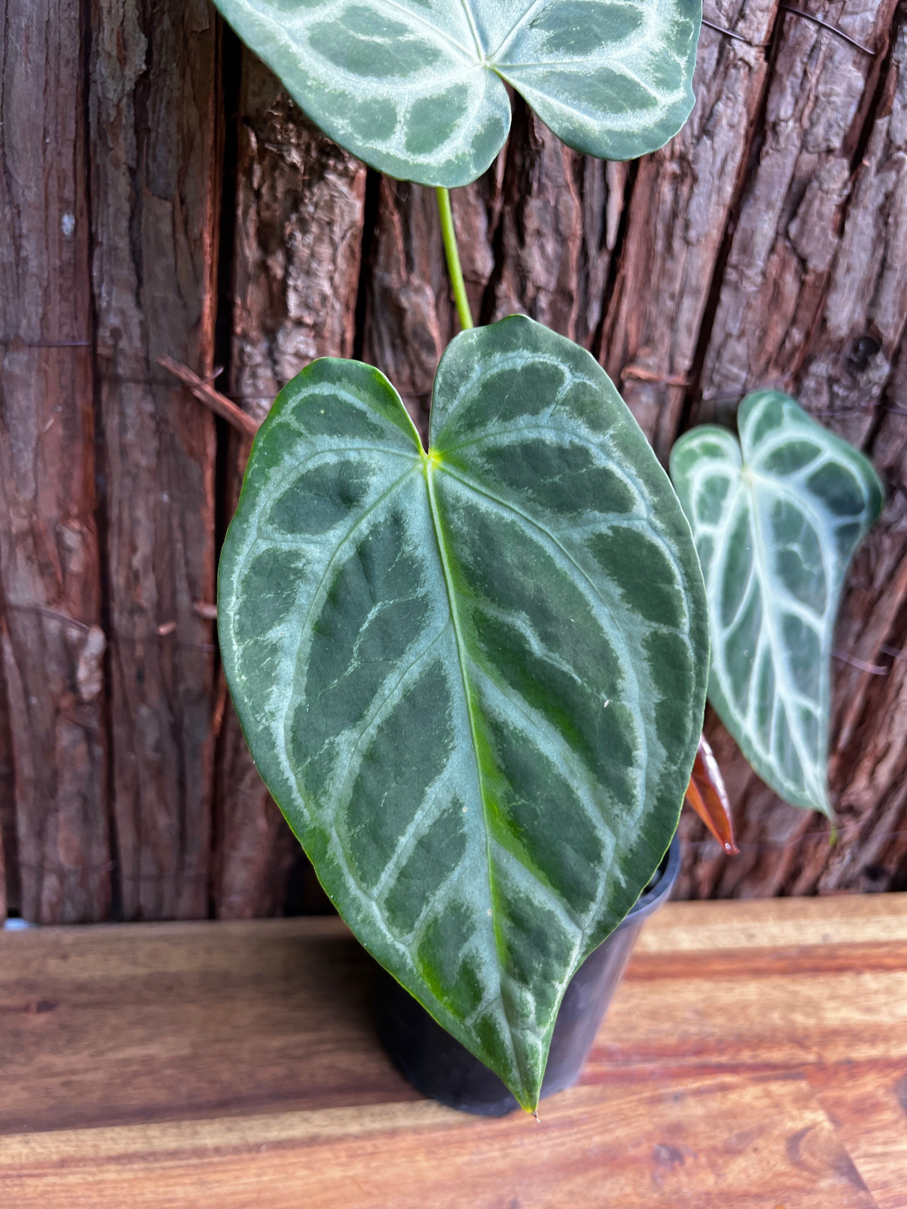 Products – Page 2 – FNQ Tropical Plants