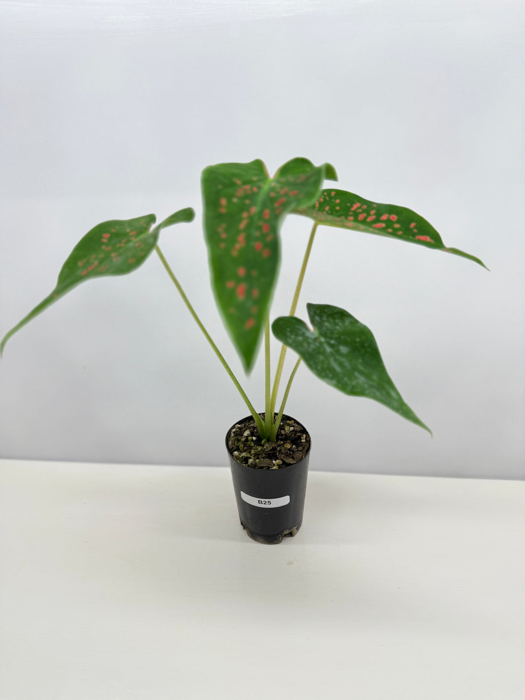 Caladium Collection – FNQ Tropical Plants