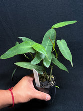 Tropical Collection – FNQ Tropical Plants