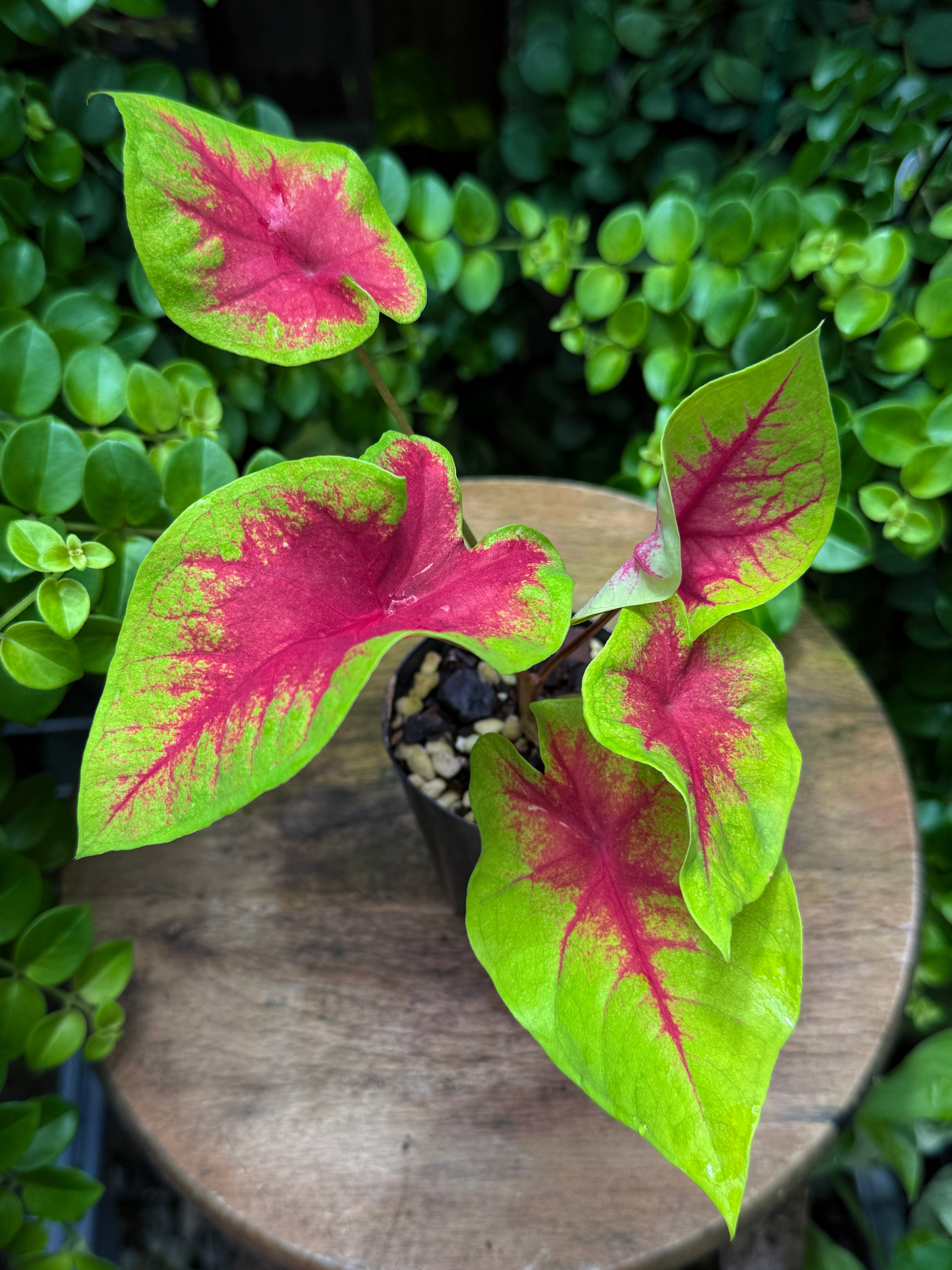 Caladium 'Lemon Blush' - Best Plant in Stock. – FNQ Tropical Plants