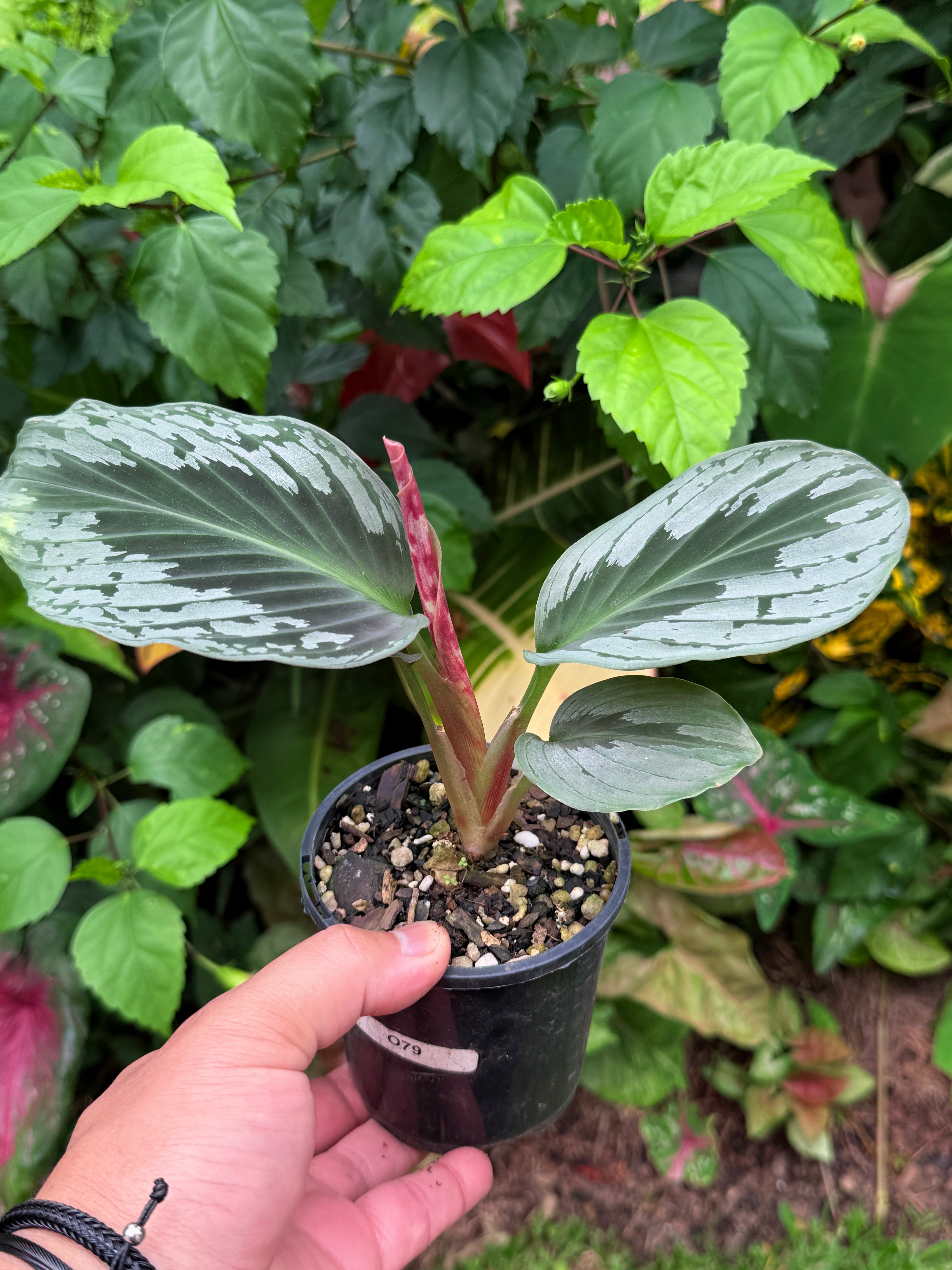 kaempferia aurantiflora Jungle Gold aka Orange Ginger Peacock O79 – FNQ ...
