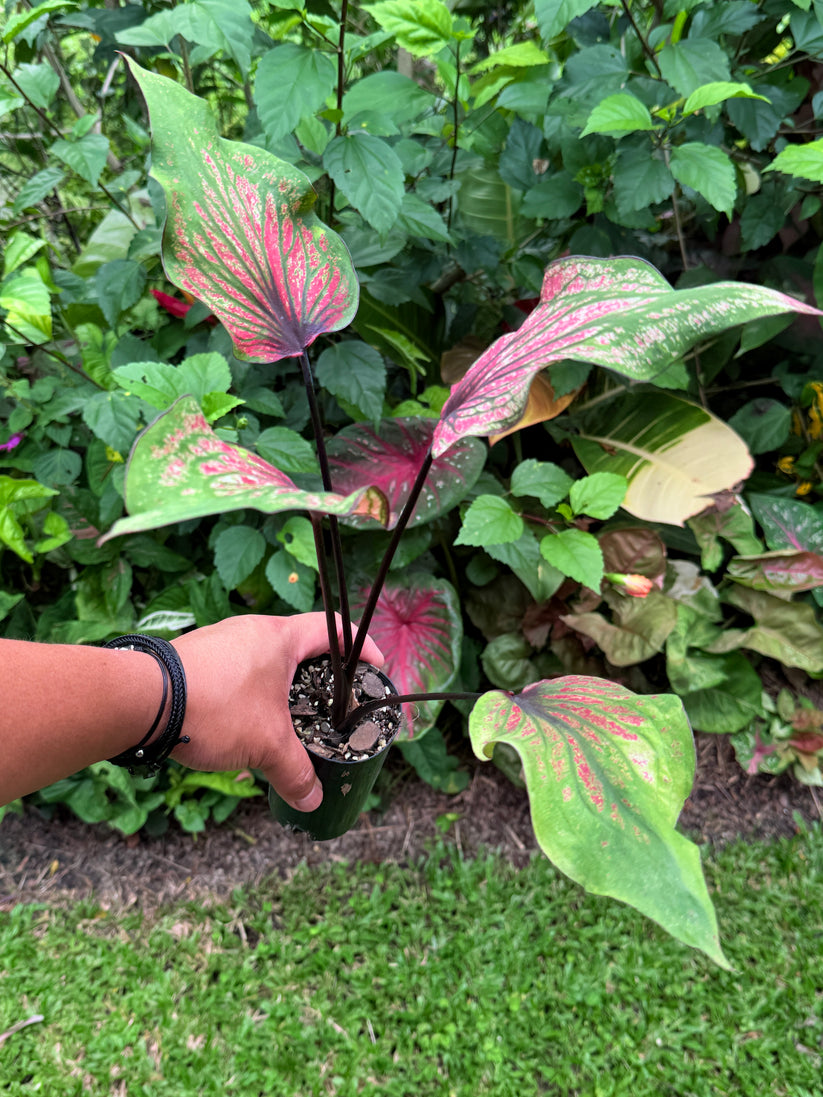 Caladium bicolour H78 – FNQ Tropical Plants