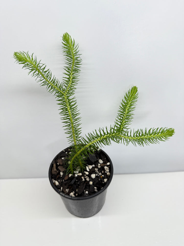 Products – FNQ Tropical Plants