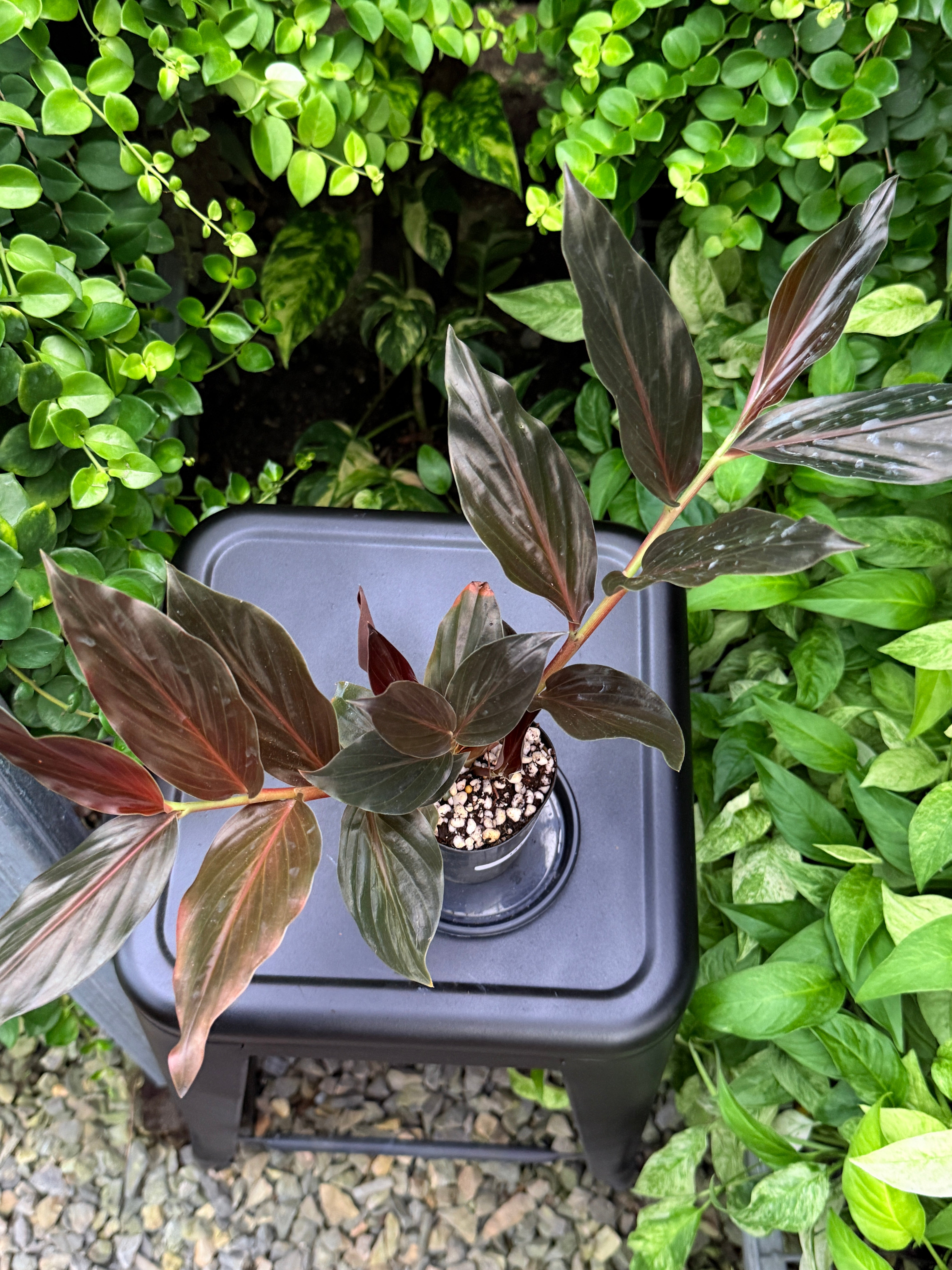 Zingiber malaysianum 'Midnight Ginger' I33 – FNQ Tropical Plants