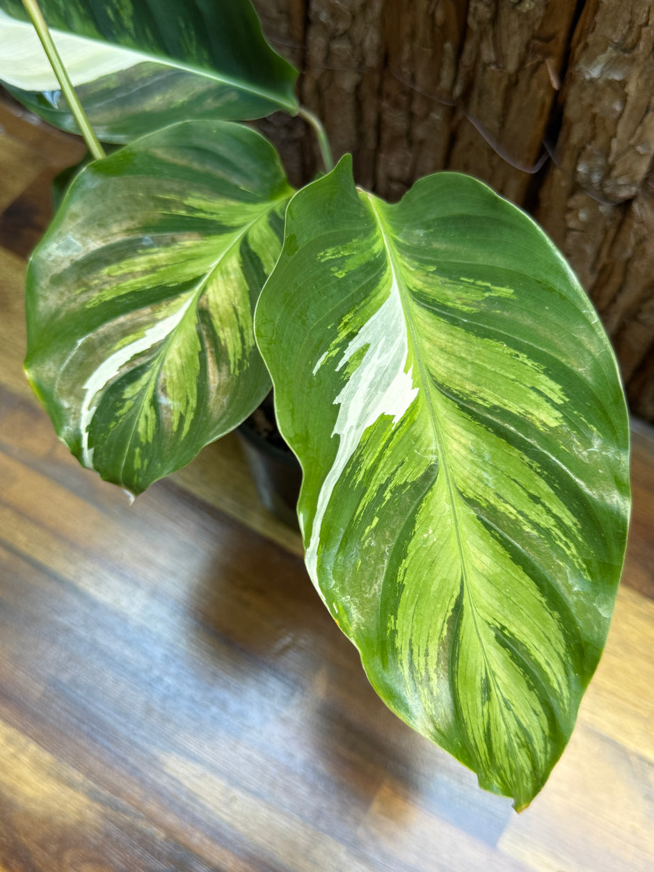 Products – FNQ Tropical Plants