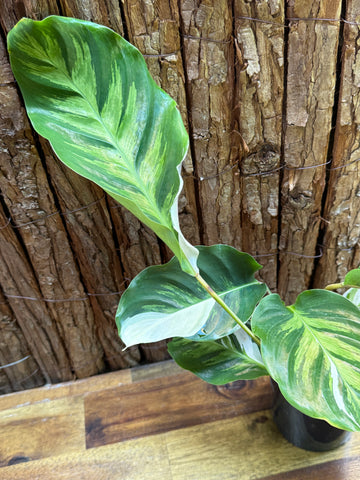 Products – FNQ Tropical Plants