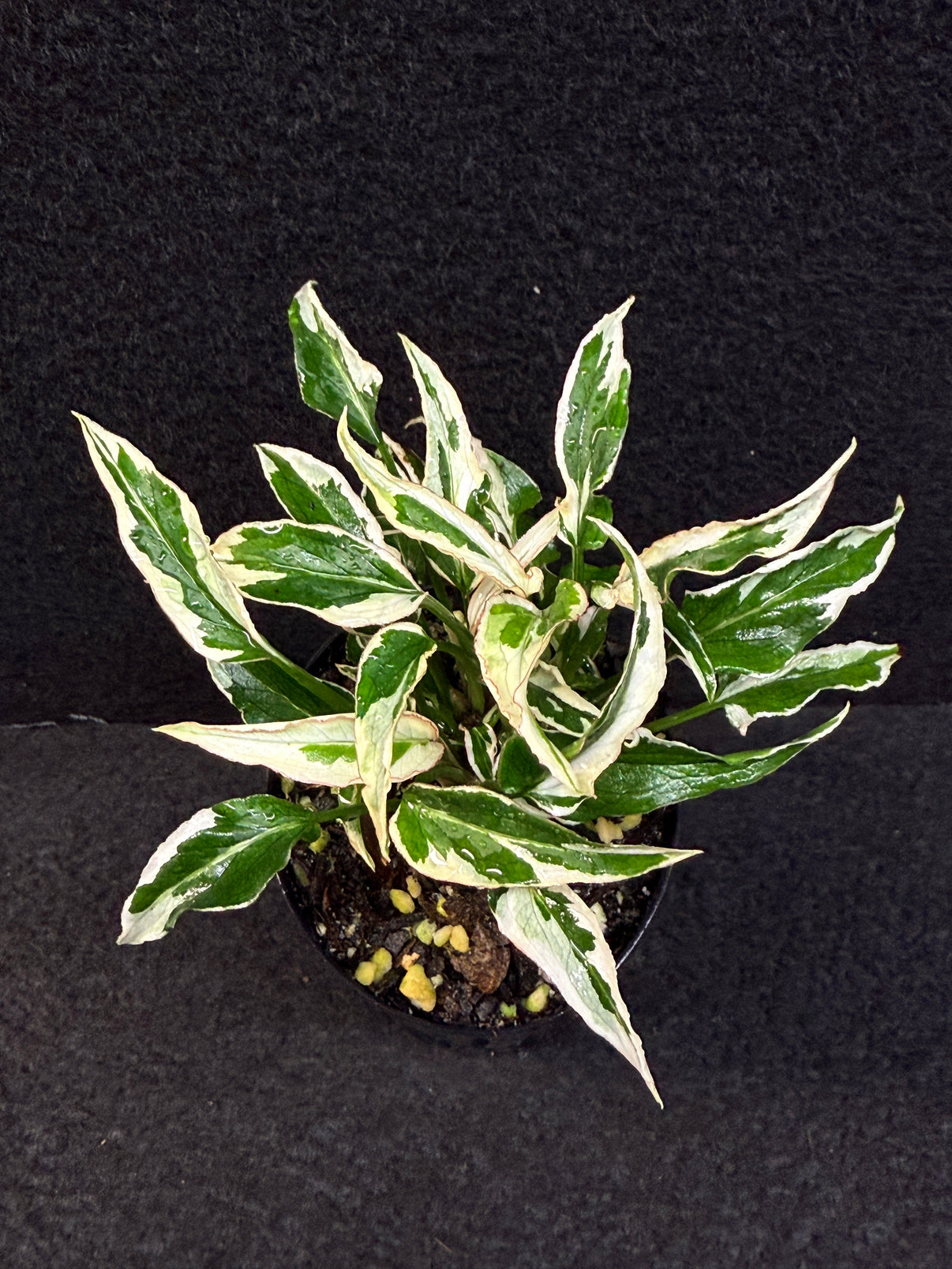 Syngonium 'Ngern Lai Ma' - Best Pick of the Crop! – FNQ Tropical Plants