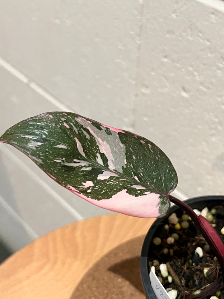 Products – Page 4 – FNQ Tropical Plants