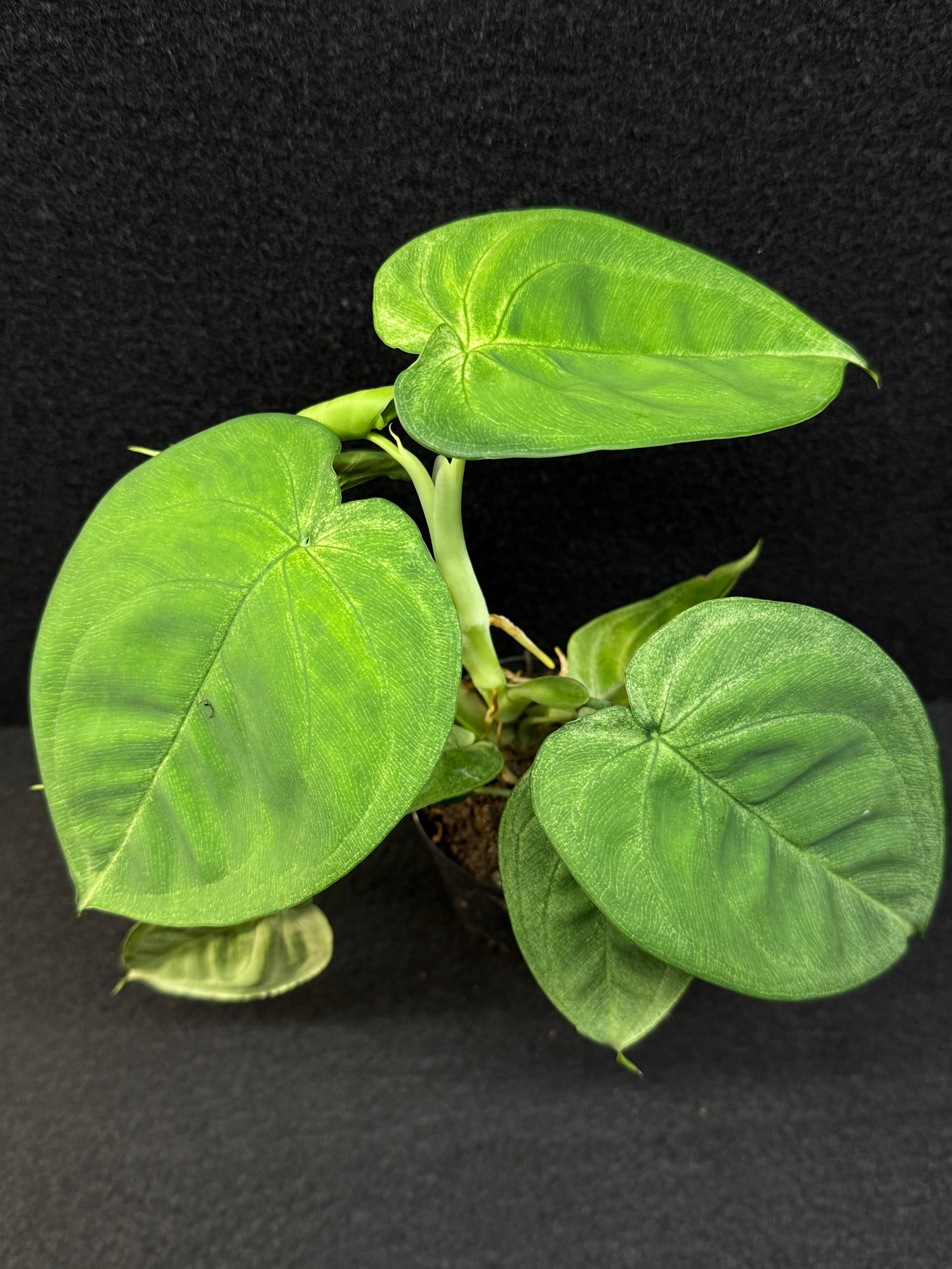 Syngonium macrophyllum 'Frosted Heart' E62 – FNQ Tropical Plants