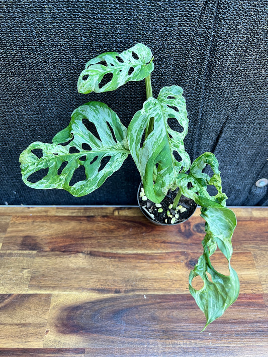 Monstera Collection – FNQ Tropical Plants