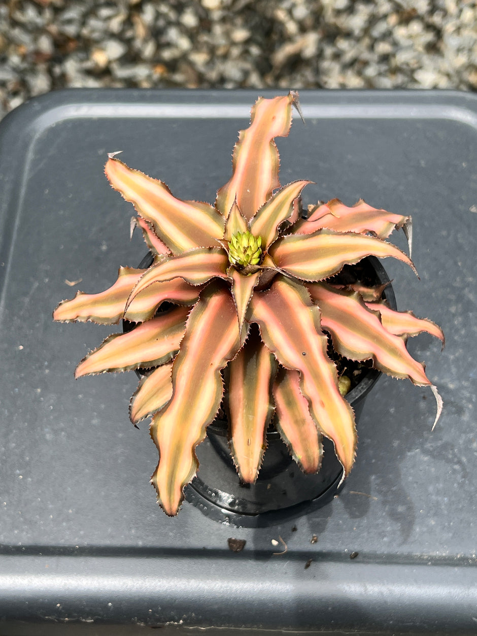 Tropical Collection – FNQ Tropical Plants