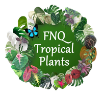 Monstera Borsigiana Albo N63 – FNQ Tropical Plants