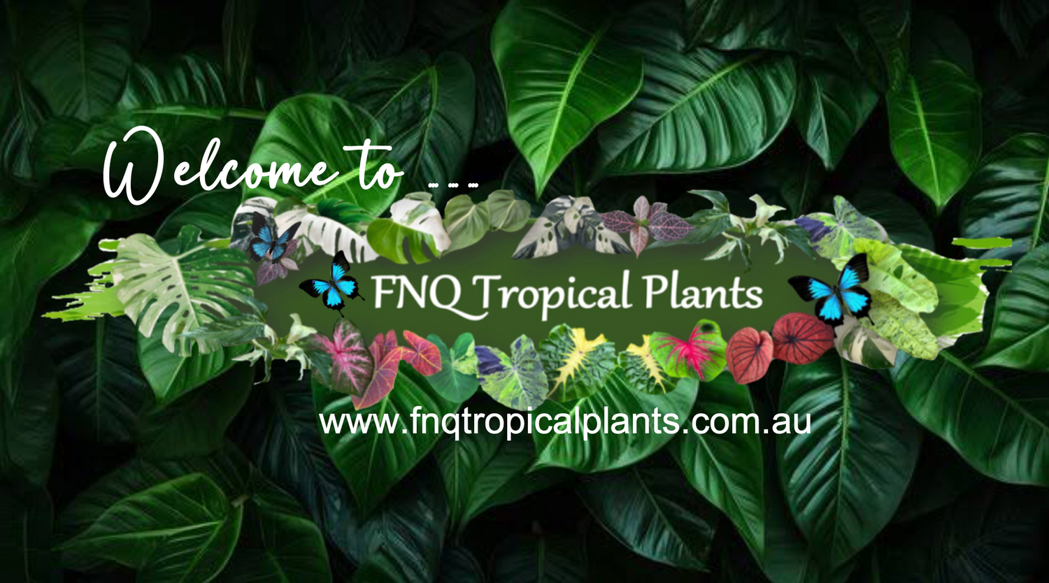 FNQ Tropical Plants