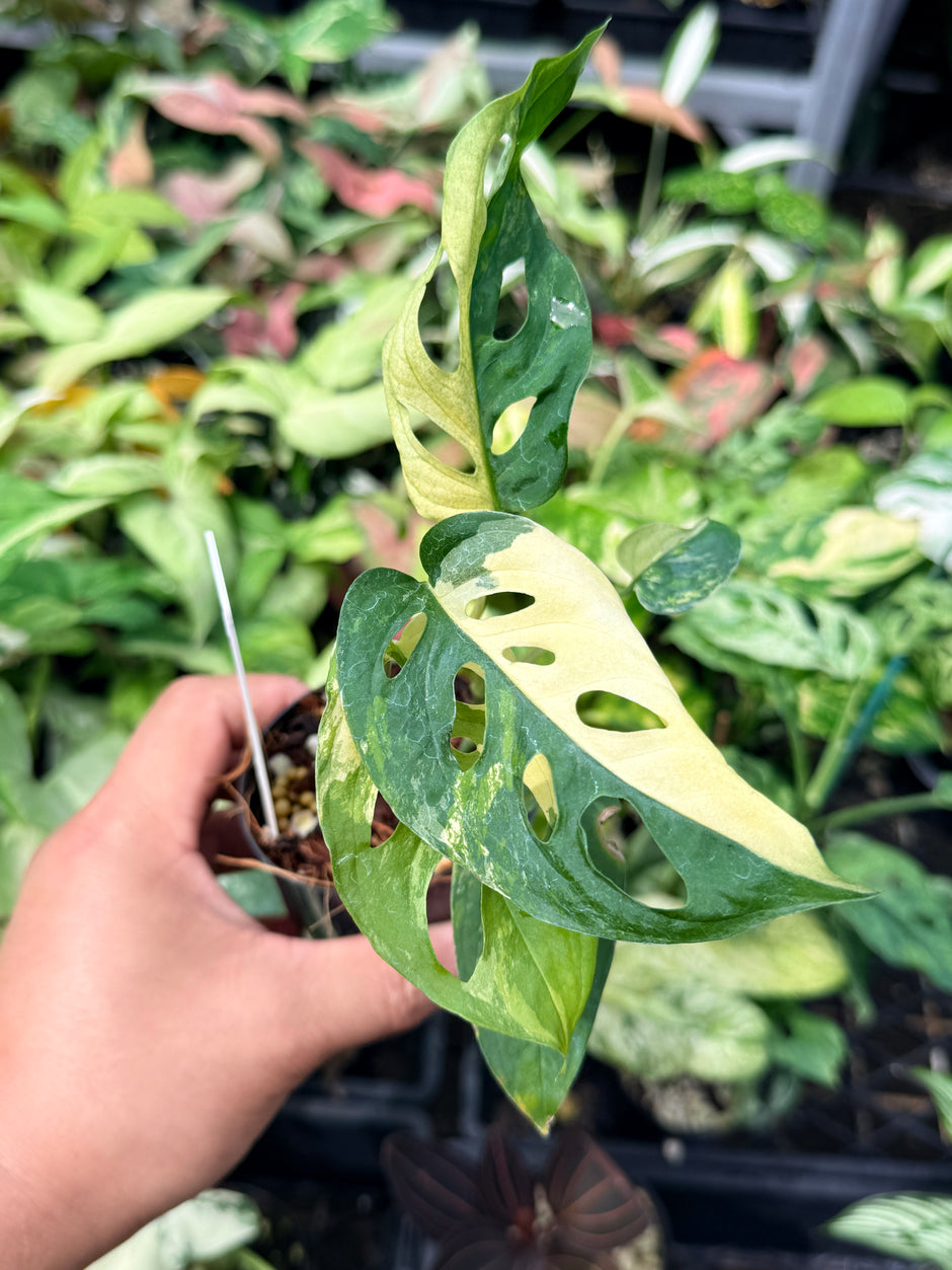Monstera Collection – FNQ Tropical Plants