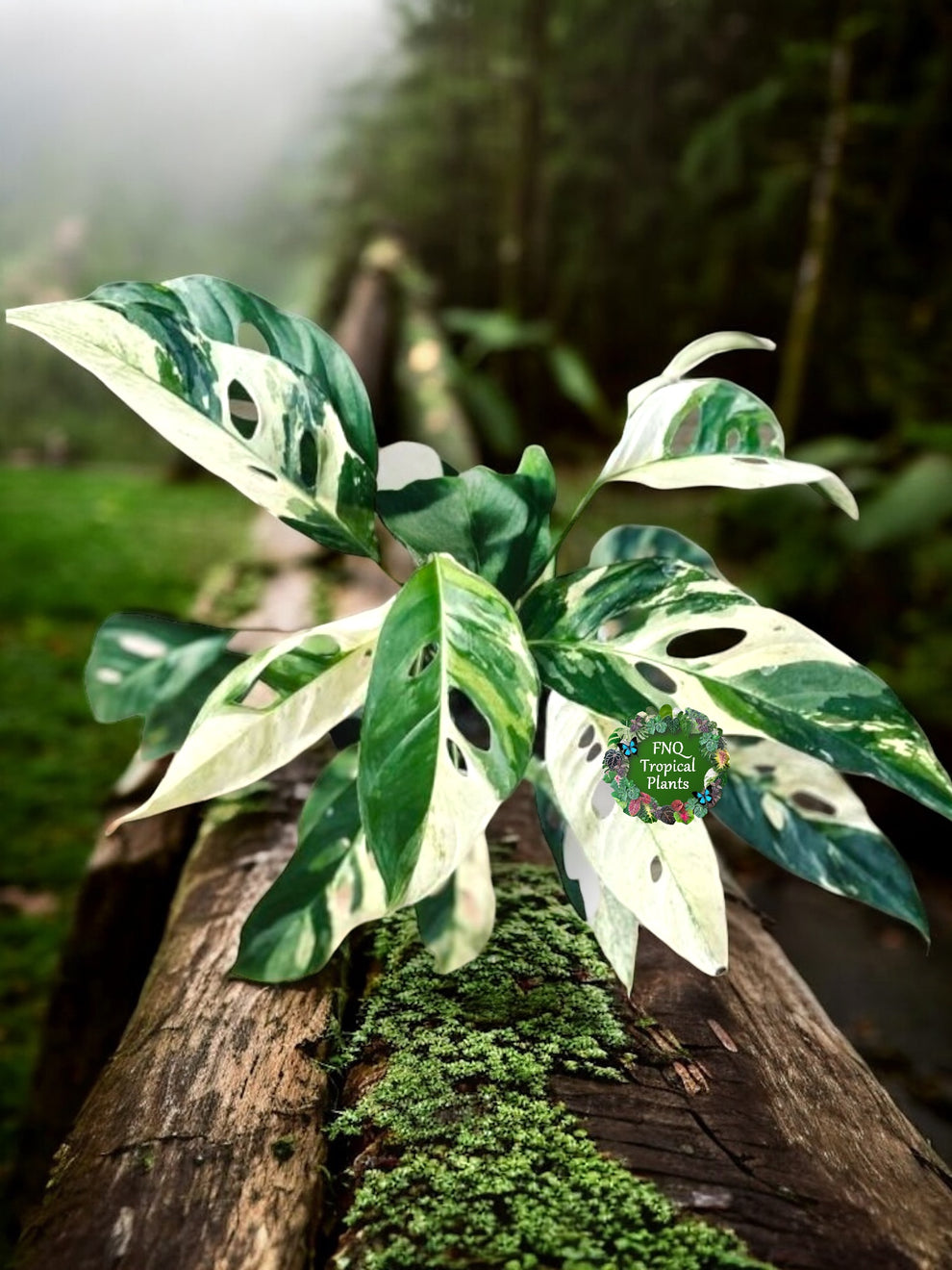 Monstera laniata 'Variegata/Albo' - Best Plant in Stock. – FNQ Tropical ...