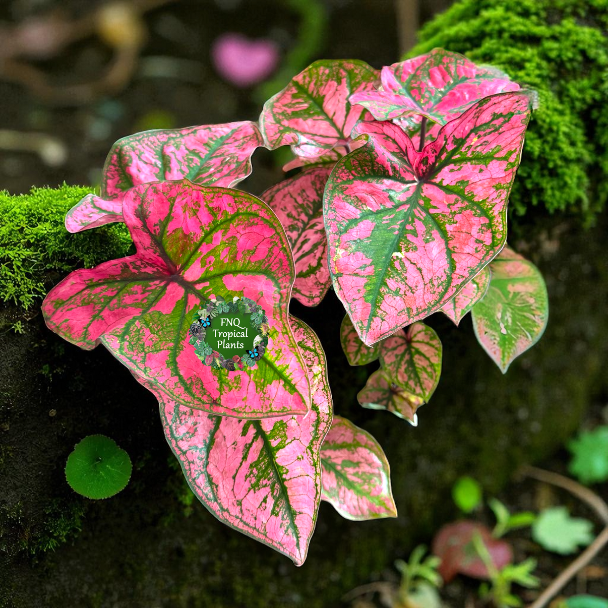 Caladium Purple Light - Best Plant in Stock. – FNQ Tropical Plants