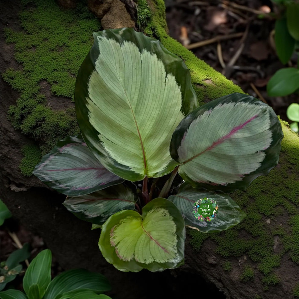 Calathea Northern Lights - Best Plant in Stock. – FNQ Tropical Plants