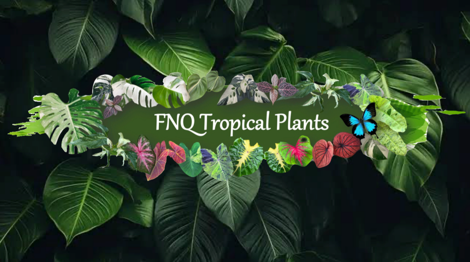 FNQ Tropical Plants